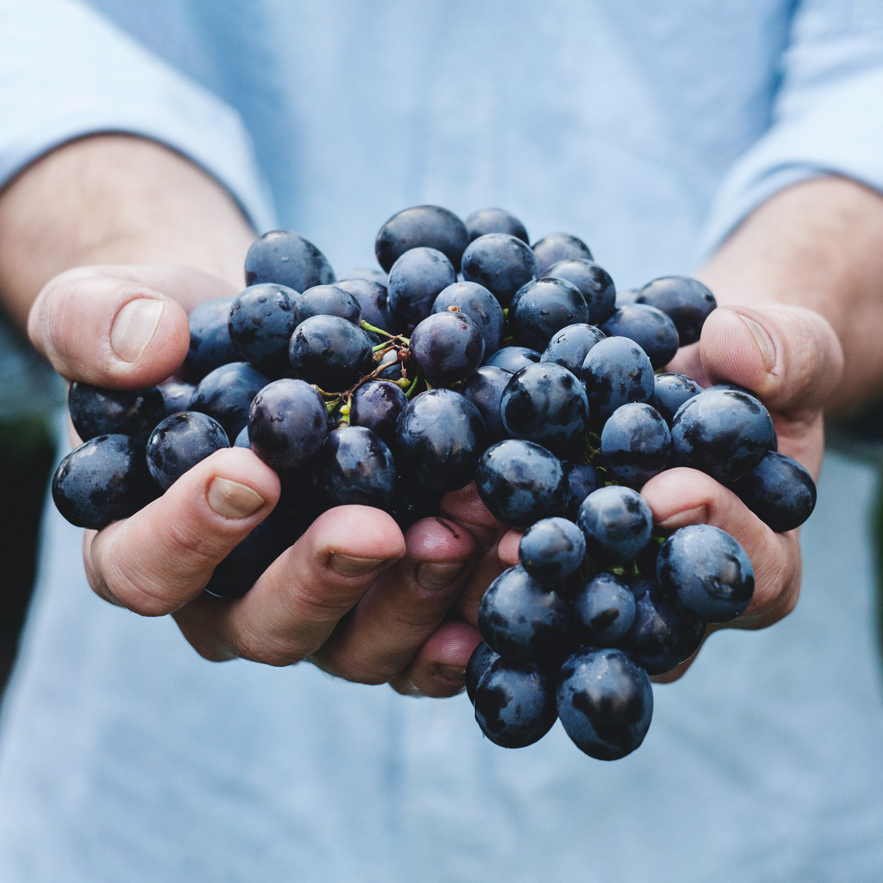 Learn about Sampl's first limited Sonoma release